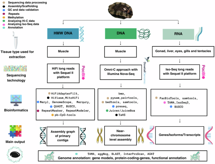 Chromosome-scale genome assembly of the tropical abalone (Haliotis ...
