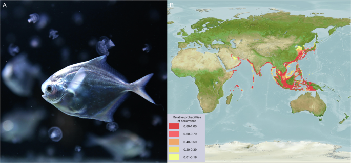Two high quality chromosome-scale genome assemblies of female and male silver pomfret (Pampus ...