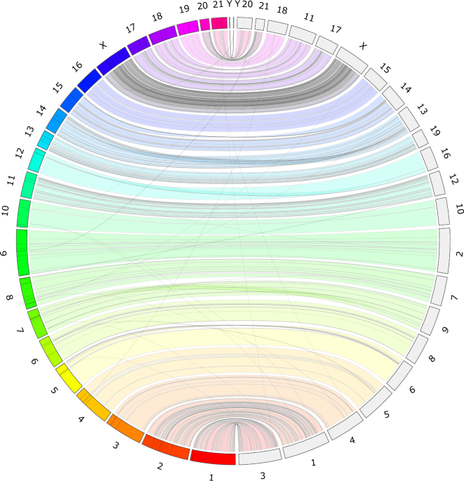 Novel Megaptera novaeangliae (Humpback whale) haplotype chromosome ...