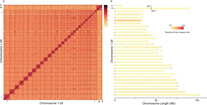 Chromosome-level genome assembly of the cashmere goat | Scientific Data