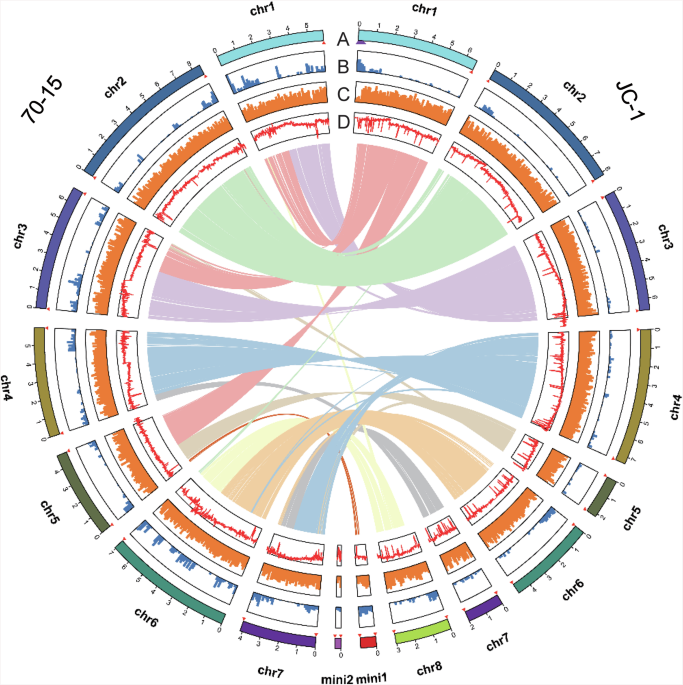 Near complete assembly of Pyricularia penniseti infecting Cenchrus ...