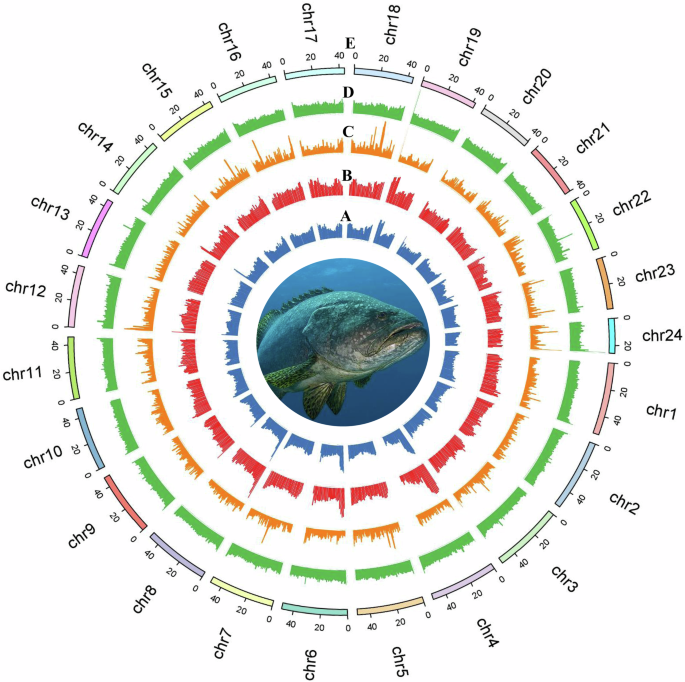 Telomere-to-telomere gapless genome assembly of the giant grouper ...