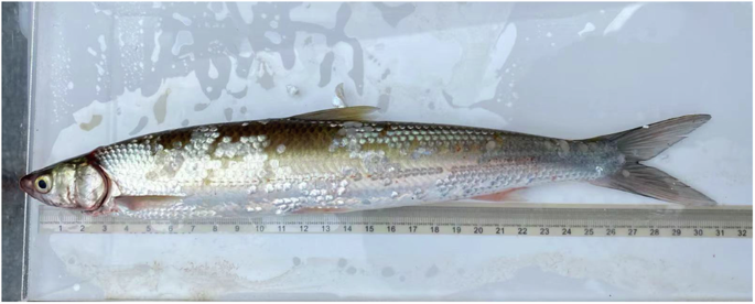 A chromosome-level genome assembly of critically endangered Ochetobius ...