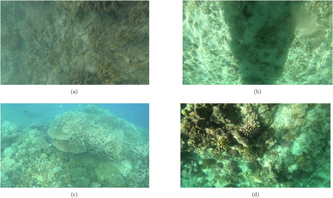 Seatizen Atlas: a collaborative dataset of underwater and aerial marine ...