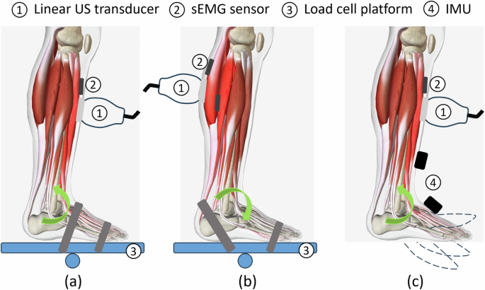 AnkleImage - An ultrafast ultrasound image dataset to understand the ...
