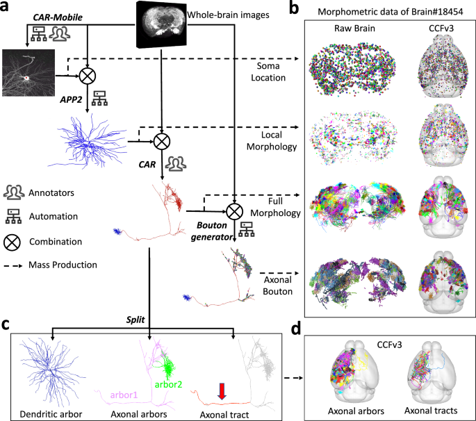 A Multi-Scale Neuron Morphometry Dataset from Peta-voxel Mouse Whole-Brain Images | Scientific Data