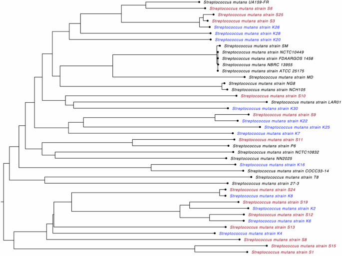 Genome resequencing and comparative analysis of Streptococcus mutans in ...