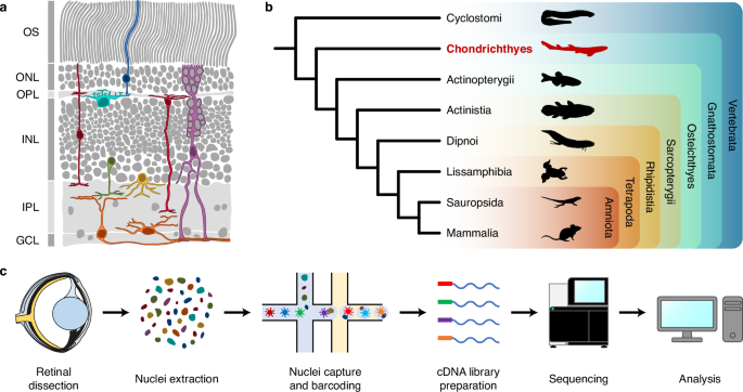 A single-nucleus RNA sequencing atlas of the postnatal retina of the ...