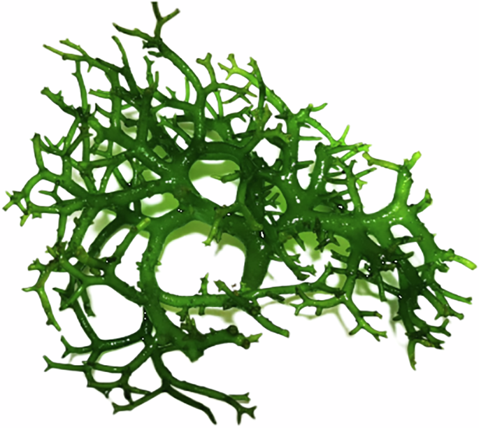 Chromosome-level assembly and gene annotation of Kappaphycus striatus ...