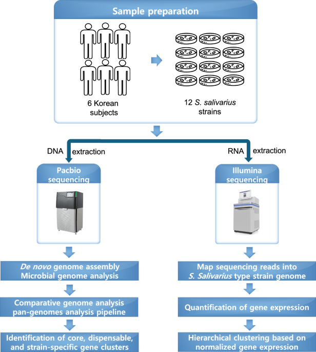 Complete genome and transcriptome datasets of Streptococcus salivarius ...