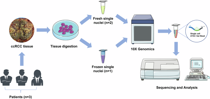 Single-cell assay for transposase-accessible chromatin sequencing of ...