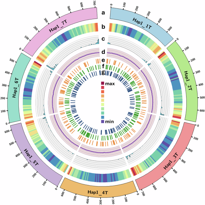 Chromosome-level haplotype-resolved genome assembly of bread wheat’s ...