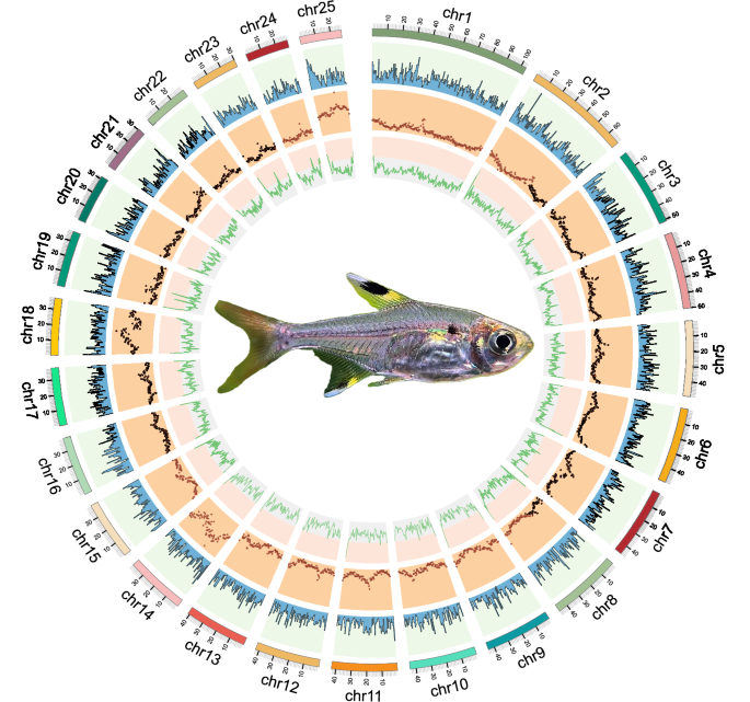 A complete telomere-to-telomere chromosome-level genome assembly of X ...