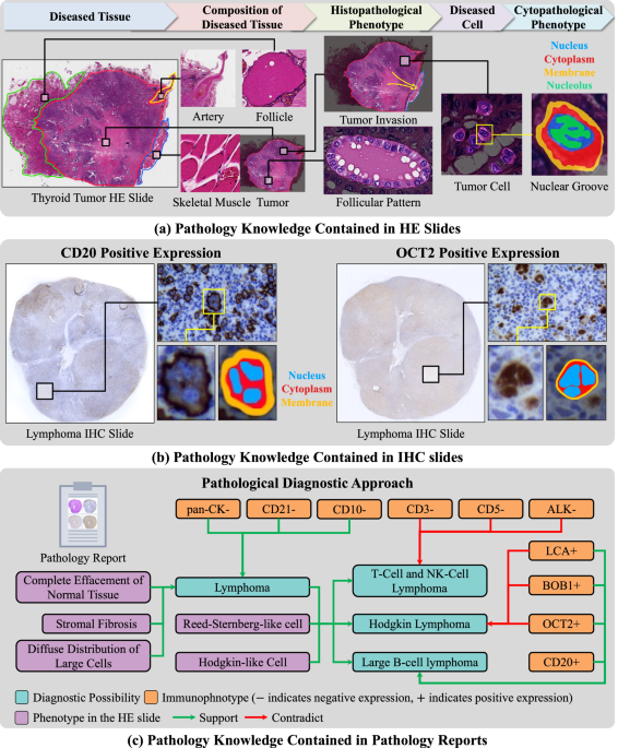 PathoGraph: A Graph-Based Method for Standardized Representation of ...