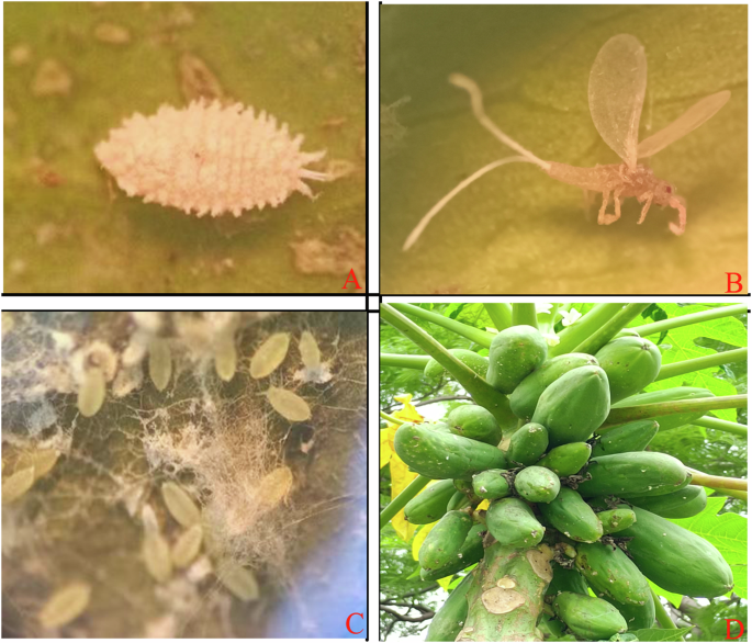Chromosome-level genome assembly of Paracoccus marginatus based on ...