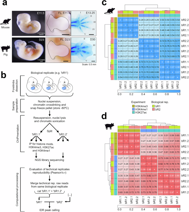 Epigenomic signatures of cis-regulatory elements in the developing ...