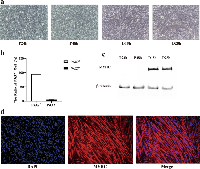 Long non-coding RNA and mRNA expression profiling of porcine satellite cells using strand ...