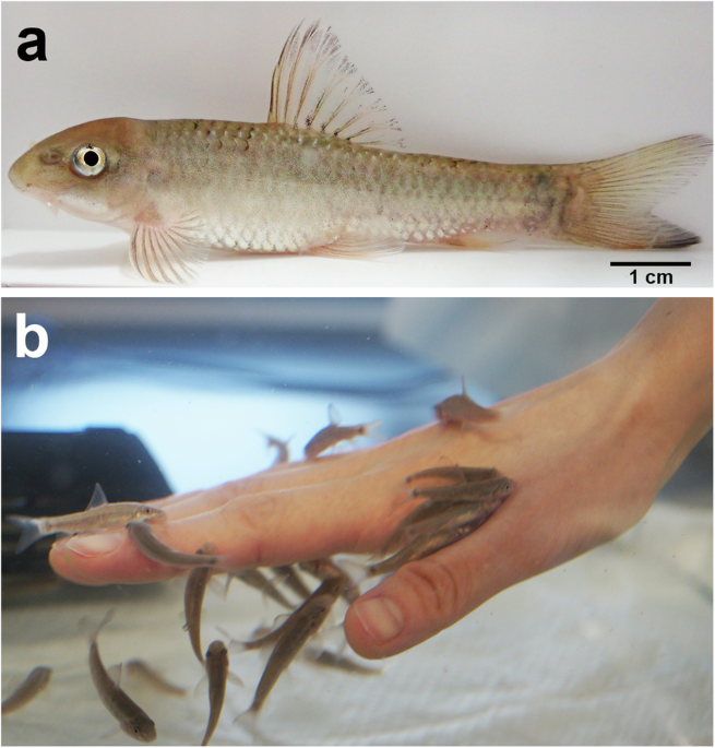 Chromosome-level genome assembly of the doctor fish (Garra rufa ...