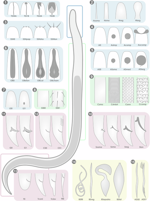 MarNemaFunDiv: a first comprehensive dataset of functional traits for ...