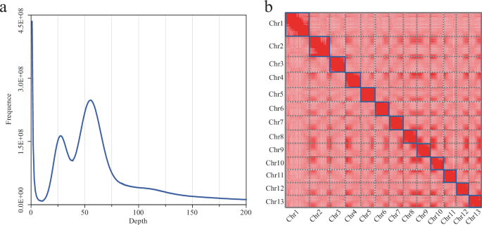 A chromosome-level genome assembly of Ficus benjamina, a fig tree with ...