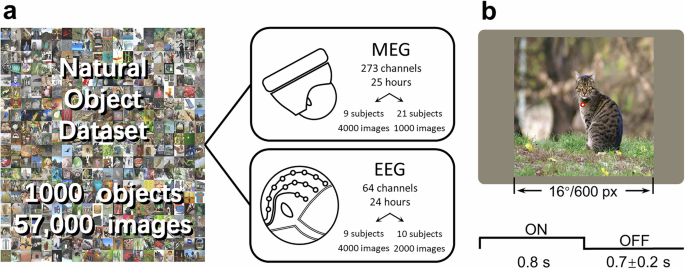 A large-scale MEG and EEG dataset for object recognition in ...