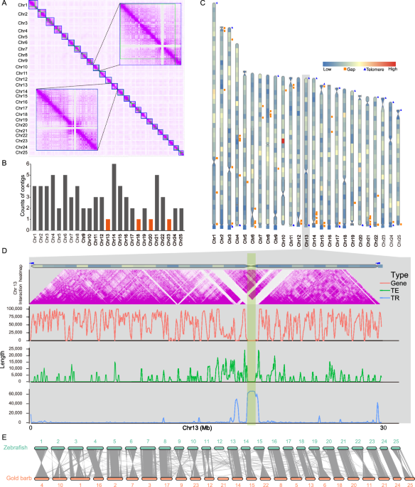 Haplotype resolved chromosome-level genome assembly of the gold barb ...