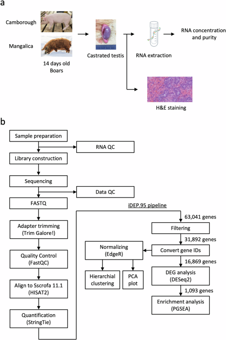 Transcriptome analysis of testes gene expression to explore genetic ...