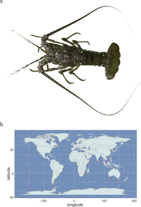 Chromosome-level genome assembly of scalloped spiny lobster Panulirus ...