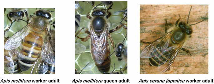 Comprehensive expression data for two honey bee species, Apis mellifera ...