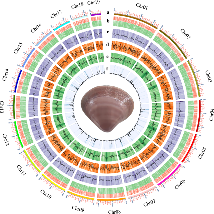 Chromosome-level genome assembly of bivalve mollusk, Xishishe ...