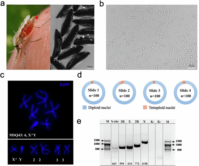 Chromatin landscape, transcriptomic and ChIP-seq profiling of Anopheles ...