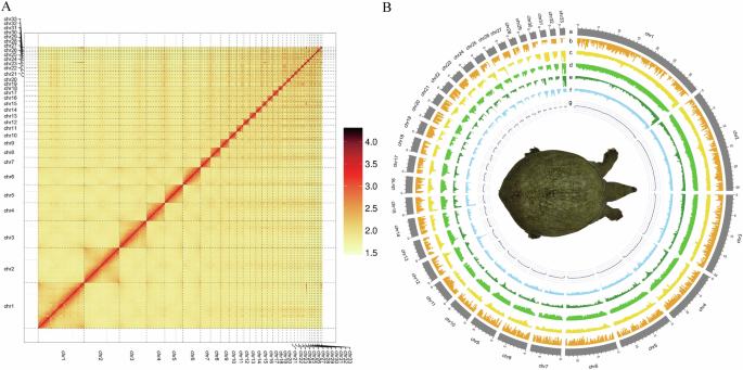 Chromosome-level genome assembly of the Chinese soft-shelled turtle ...