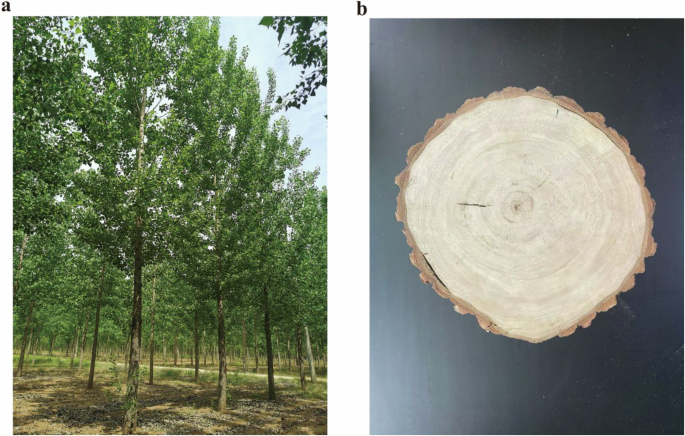 Chromosome-level and haplotype resolved genome assembly of Populus × ...