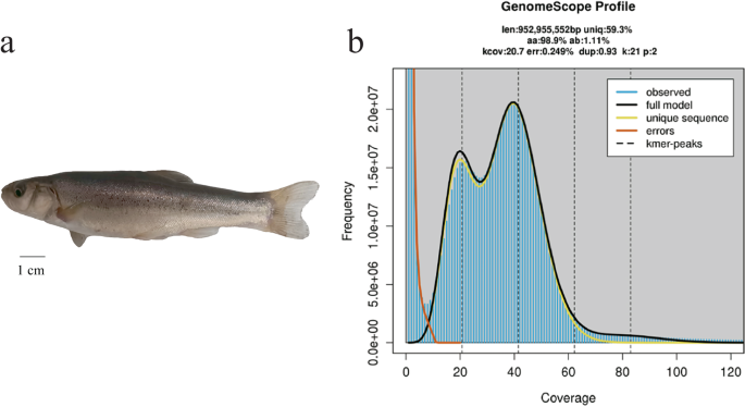 Chromosome-level genome assembly of Amur Minnow (Rhynchocypris ...