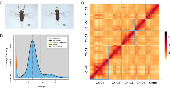 Chromosomal-level genome assembly of Trichogramma japonicum ...