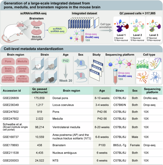 Comprehensive Single-Cell Transcriptomic Atlas of the Mouse Pons and ...