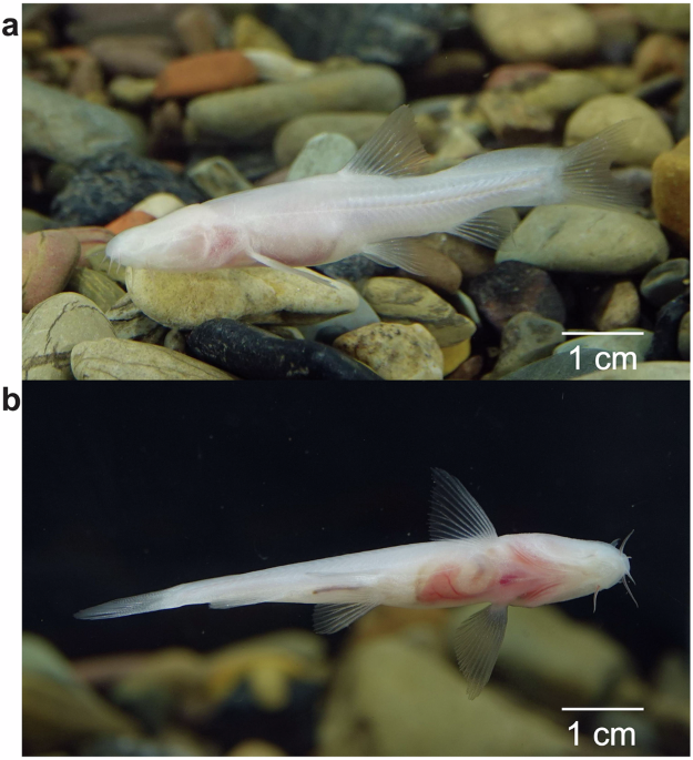 Chromosome-level genome assembly of the obligate cave loach ...