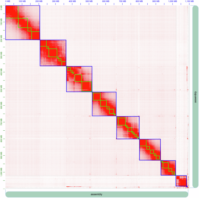 Chromosome-level genome assembly and annotation of the predatory stink ...