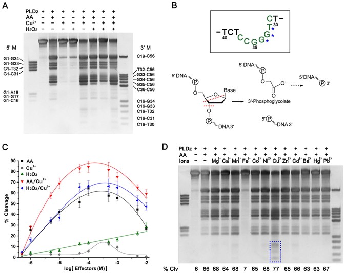 New cofactors and inhibitors for a DNA-cleaving DNAzyme: superoxide ...