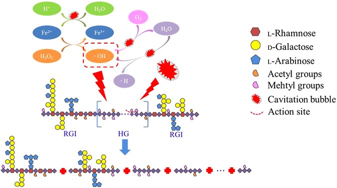Fast preparation of RG-I enriched ultra-low molecular weight pectin by ...