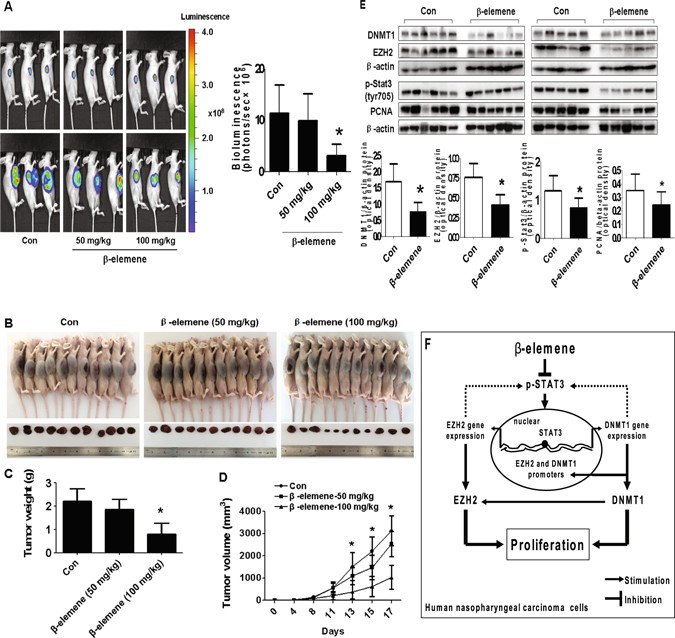 Interplay of DNA methyltransferase 1 and EZH2 through inactivation of ...