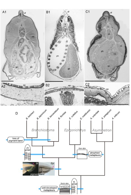 Evolutionary history of the extant amphioxus lineage with shallow-branching diversification ...