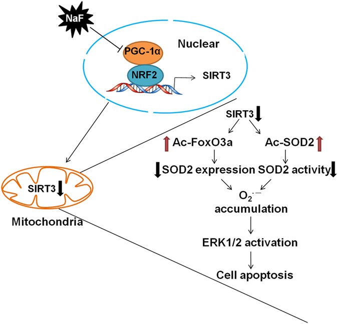 Sodium fluoride induces nephrotoxicity via oxidative stress-regulated ... Sodium fluoride induces nephrotoxicity via oxidative stress-regulated ...