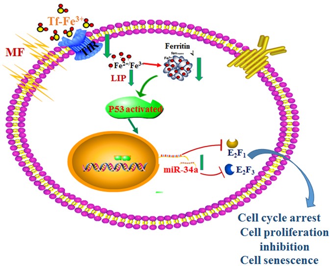 LF-MF inhibits iron metabolism and suppresses lung cancer through ...