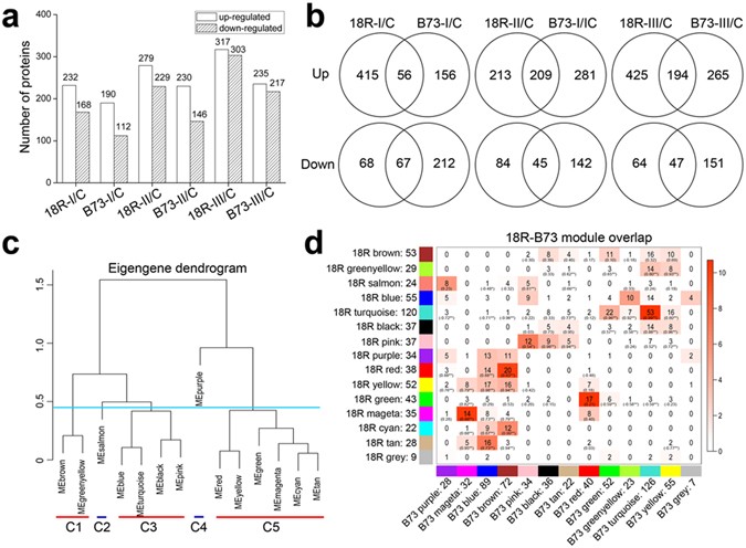 Metabolomic and Proteomic Analysis of Maize Embryonic Callus induced ...