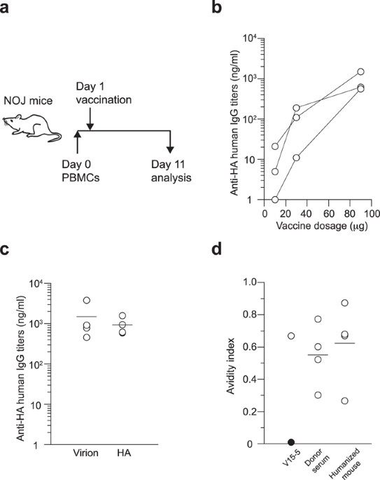 A humanized mouse model identifies key amino acids for low ...