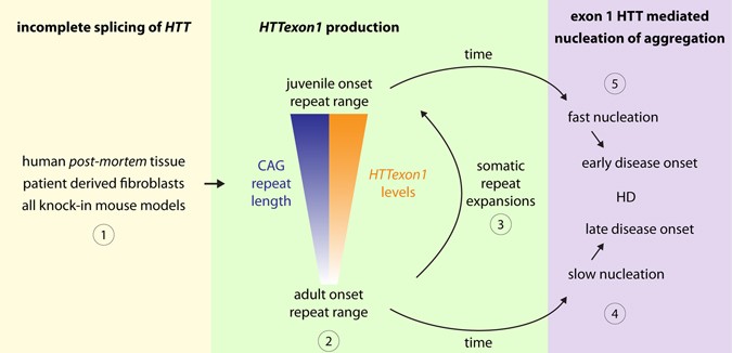 The Pathogenic Exon 1 Htt Protein Is Produced By Incomplete Splicing In