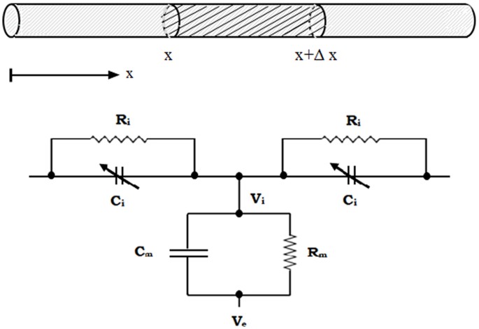 Solitonic conduction of electrotonic signals in neuronal branchlets ...