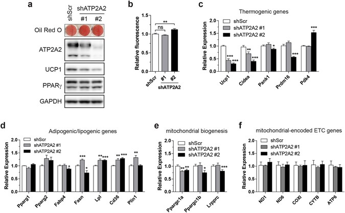 Mitochondrial retrograde signaling connects respiratory capacity to ...