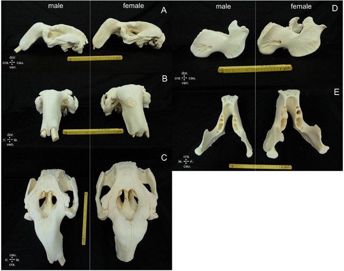 What the skull and scapular morphology of the dugong ( Dugong dugon ...